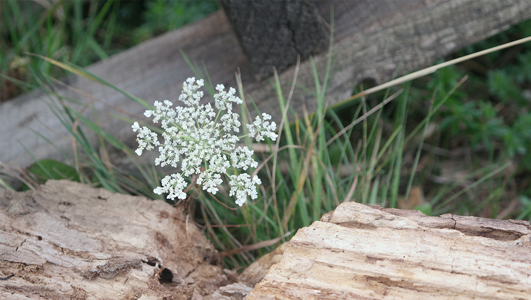 In the sure and certain hope of the resurrection - The Canadian Lutheran